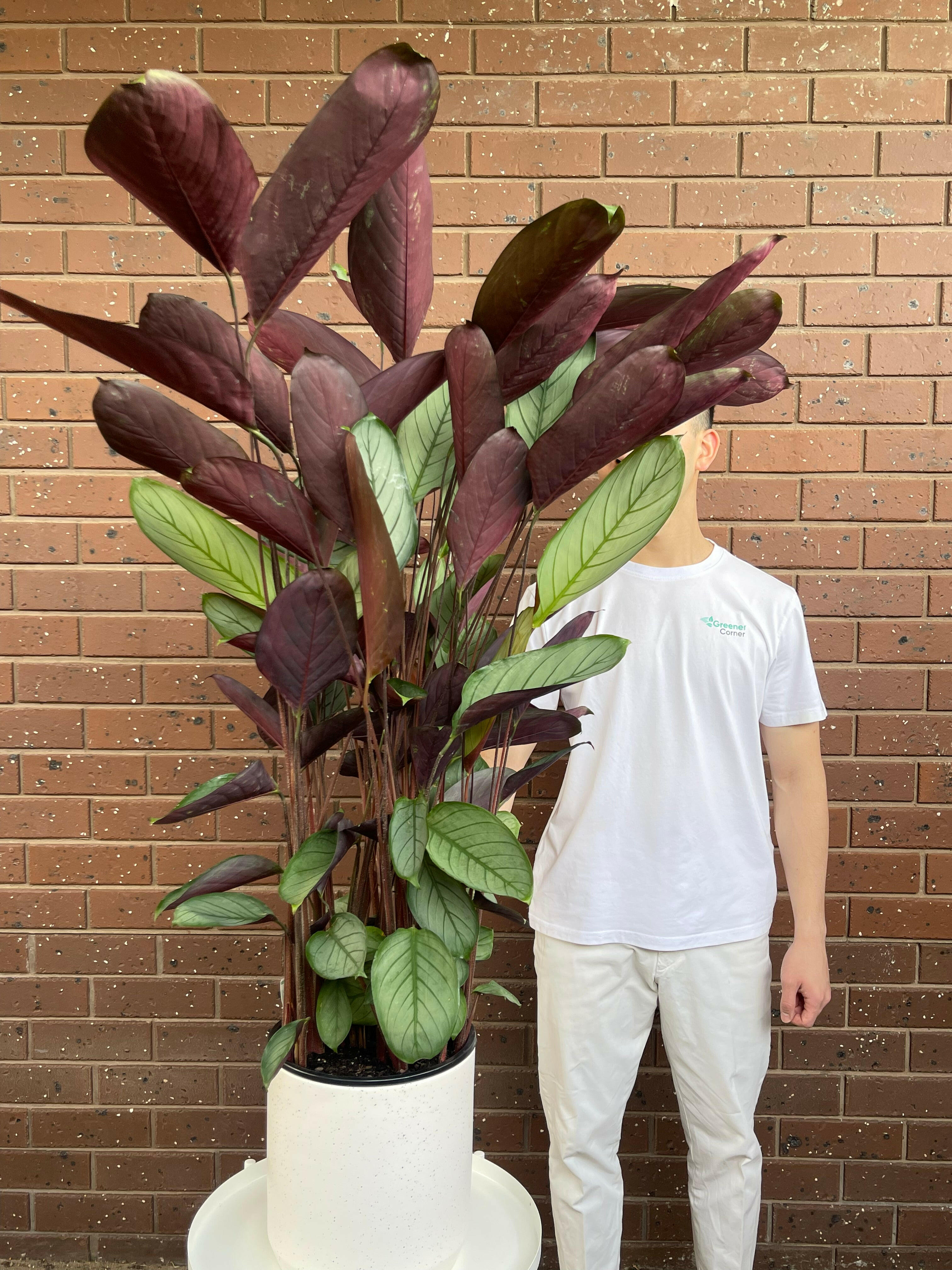 Ctenanthe Plant: Silver Star - Sophisticated Indoor Elegance